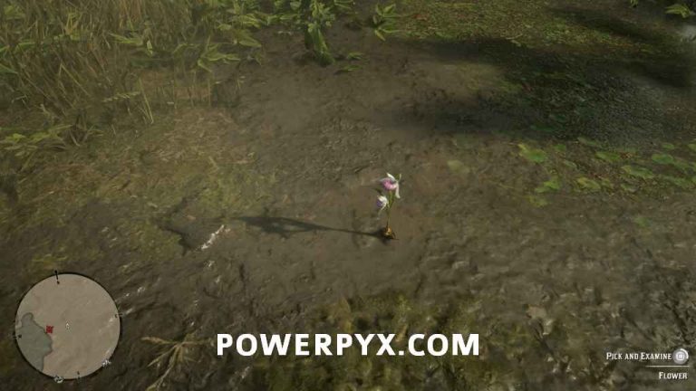 Red Dead Redemption 2 All Exotics Locations