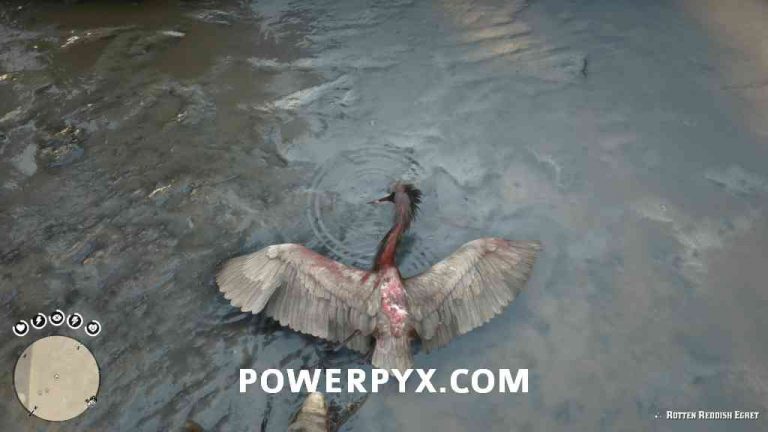 Red Dead Redemption 2 All Exotics Locations